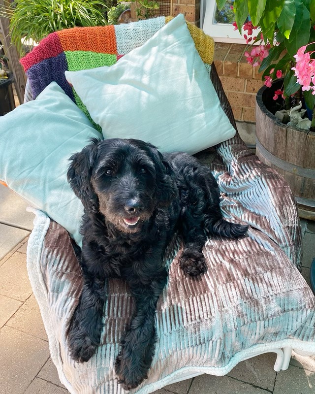 Adopt Poppy from MOUNT BARKER SA | Adopt-A-Dog