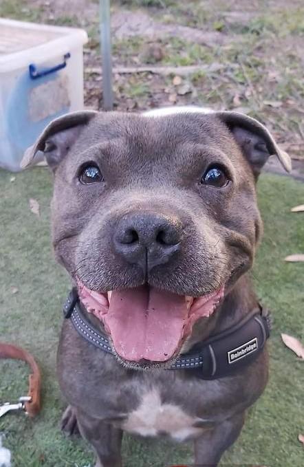 Adopt Nitro - Scars 100+ from Tanawha QLD | Adopt-A-Dog