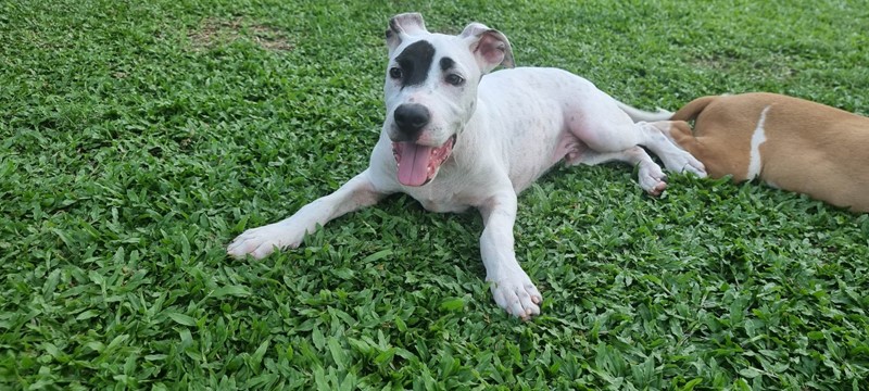 Adopt Patch from MAREEBA QLD | Adopt-A-Dog