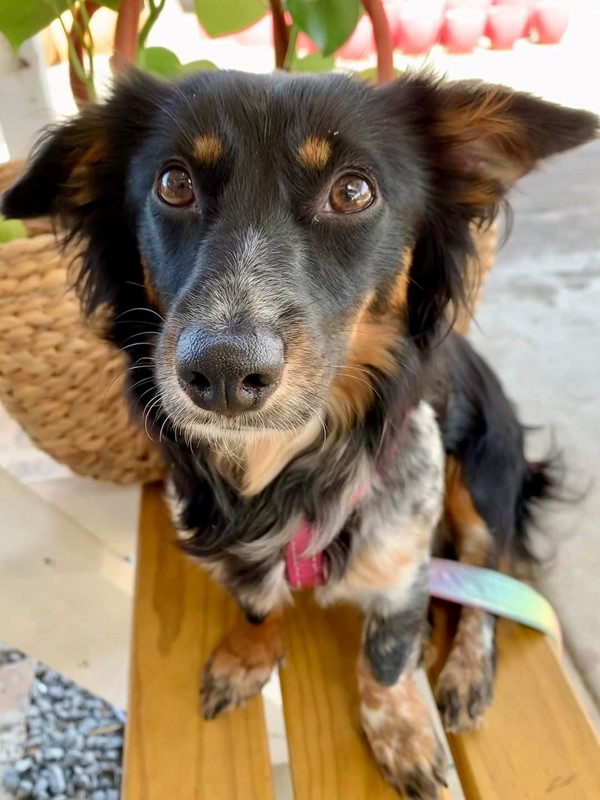 Adopt Hershey from Brisbane QLD | Adopt-A-Dog