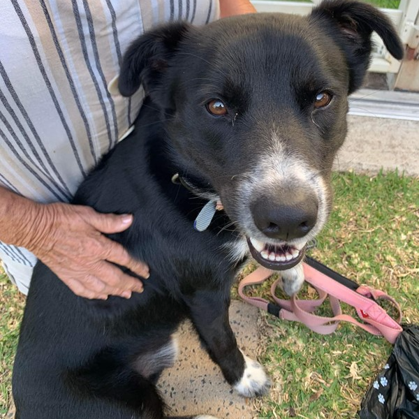 Adopt Pepe from Sunshine Coast QLD | Adopt-A-Dog