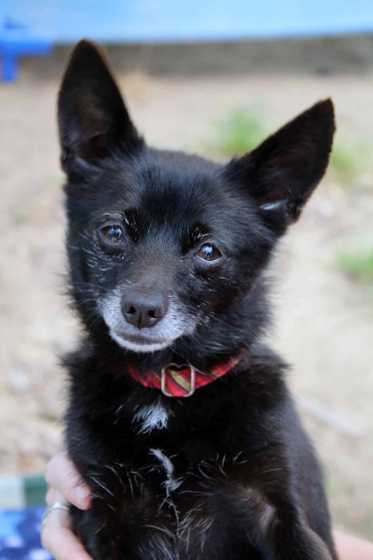 Adopt Betty from Ingleside NSW | Adopt-A-Dog