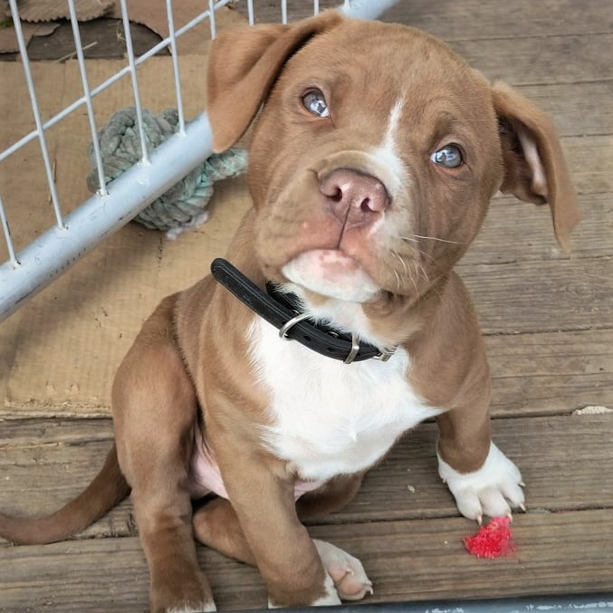 Adopt Hugo from Launceston TAS | Adopt-A-Dog