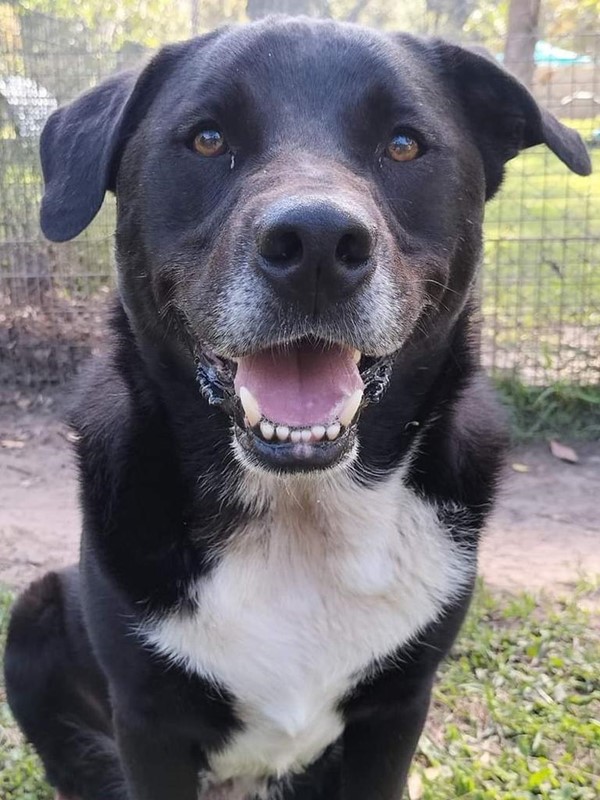 Adopt Bento Scars 100+ from Tanawha QLD | Adopt-A-Dog