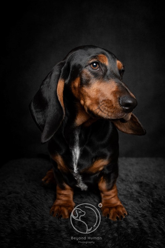 Adopt Pearl from Brisbane QLD | Adopt-A-Dog