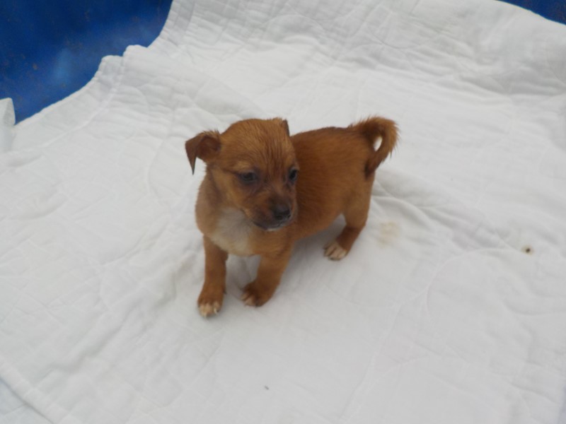 Adopt Pebbles from MAREEBA QLD | Adopt-A-Dog