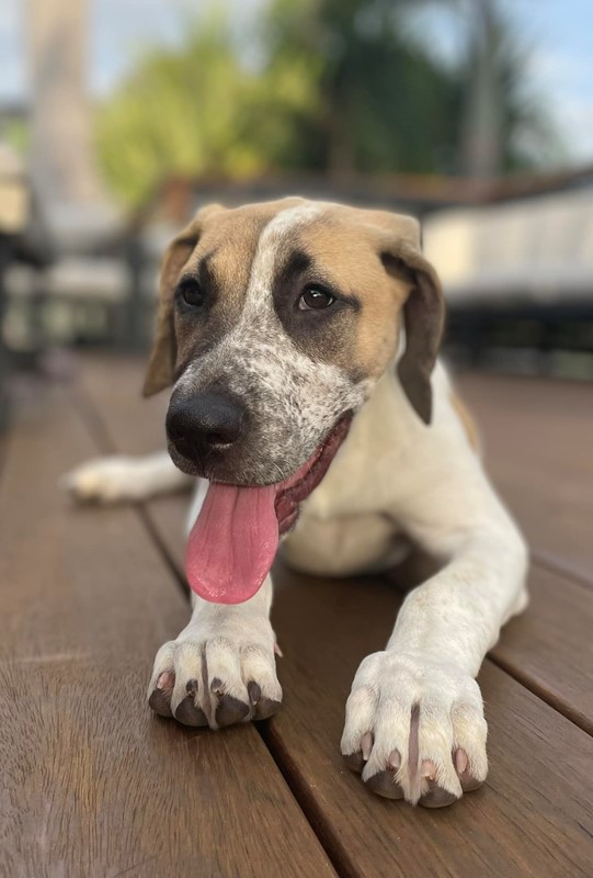 Adopt Topaz *adoption pending* from Worongary QLD | Adopt-A-Dog