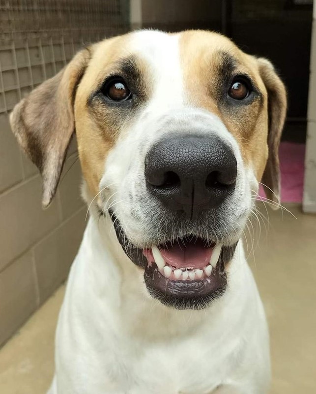 Adopt Quinn Scars 100+ from Tanawha QLD | Adopt-A-Dog