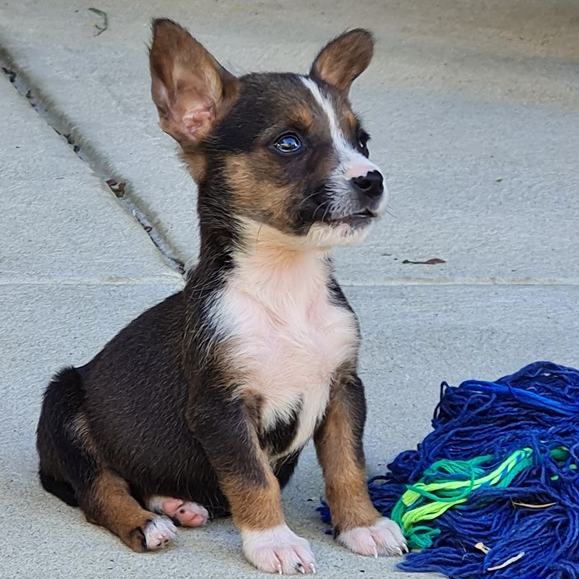 Adopt Puppy Summer from Perth WA | Adopt-A-Dog