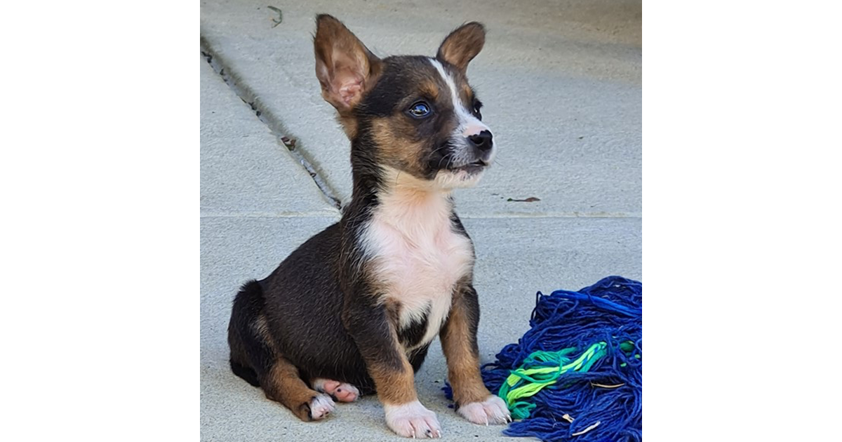 Adopt Puppy Summer from Perth WA | Adopt-A-Dog