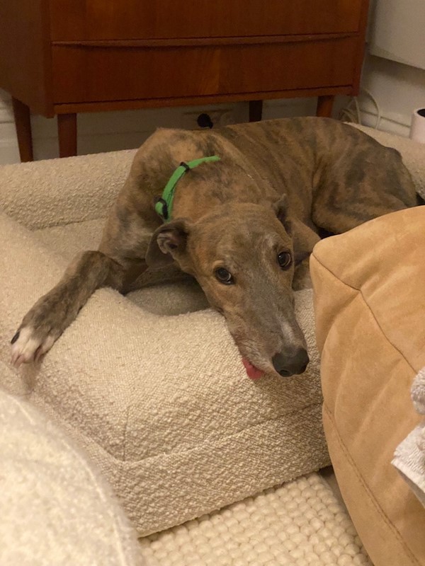 Adopt Smithers from Carlton VIC | Adopt-A-Dog