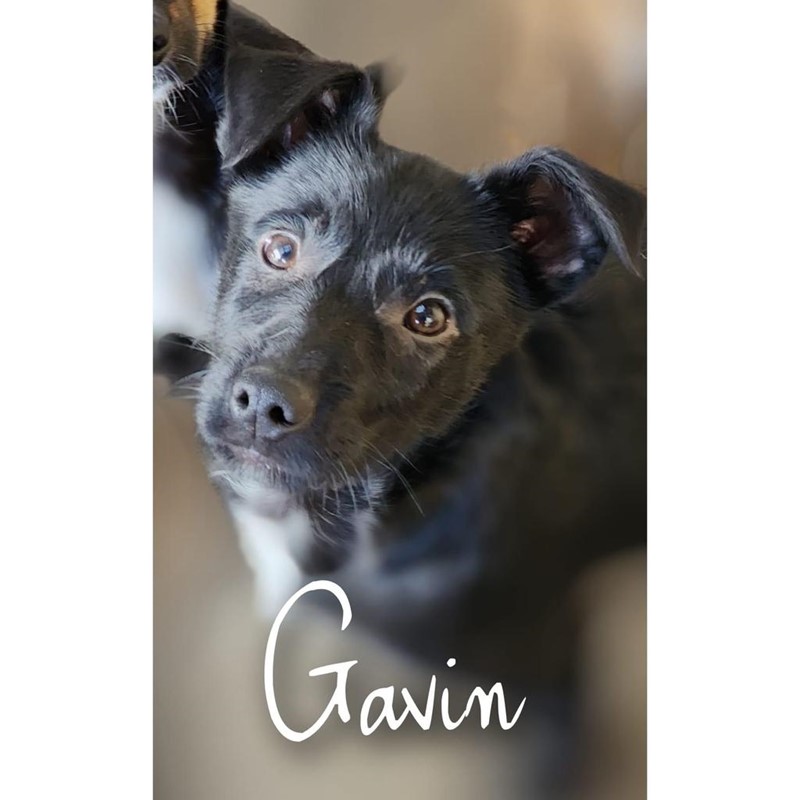 Adopt Gavin from Melbourne VIC | Adopt-A-Dog