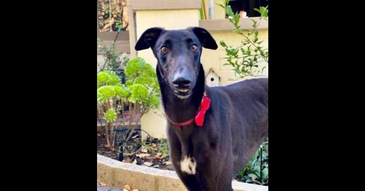 Adopt Indi from Perth WA | Adopt-A-Dog