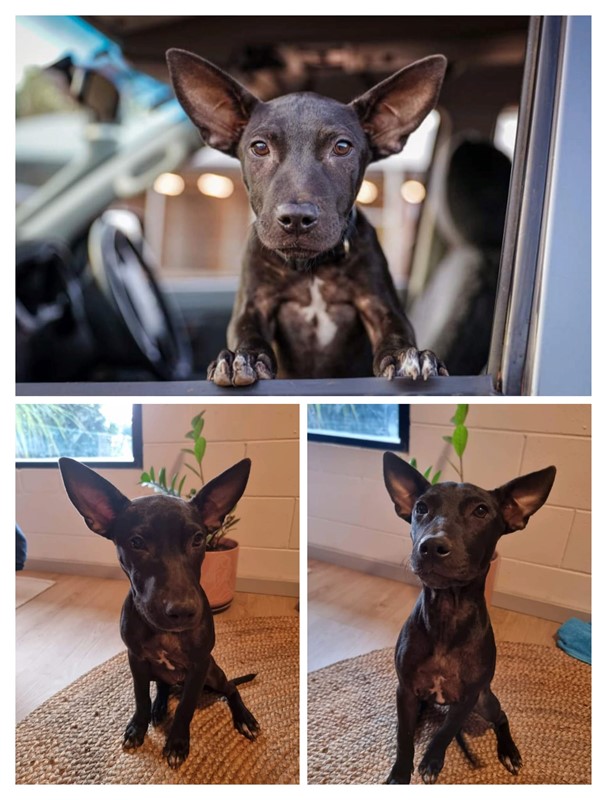 Adopt BETTY from Weipa QLD | Adopt-A-Dog