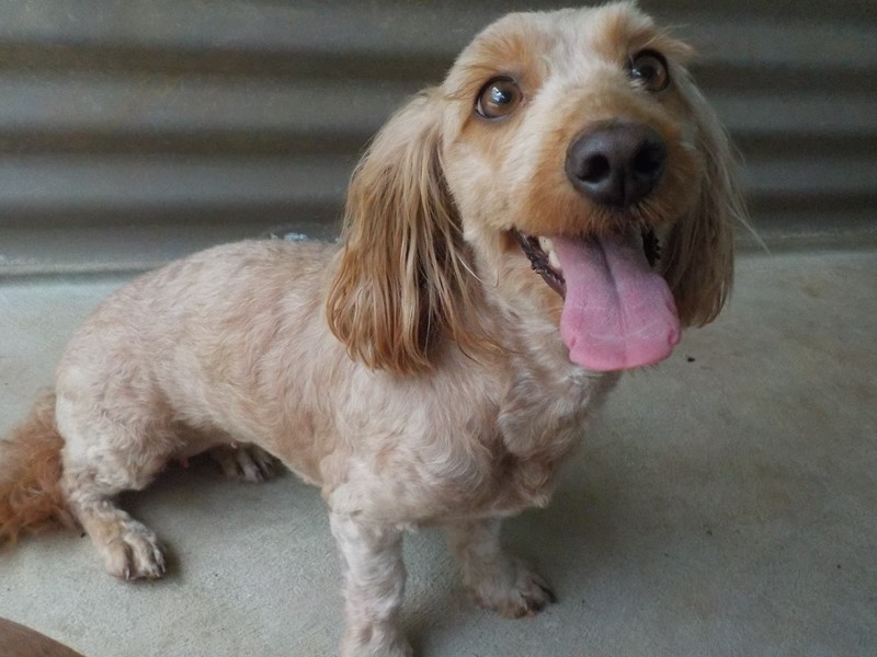 Adopt Fluffy from MAREEBA QLD | Adopt-A-Dog