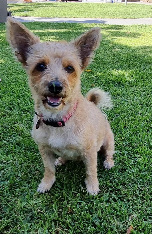 Adopt Pebbles from Brisbane QLD | Adopt-A-Dog