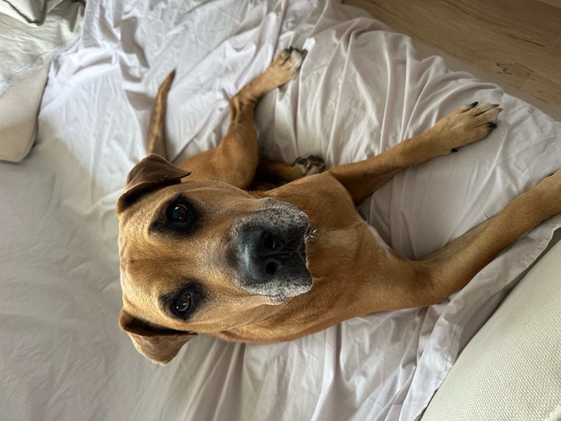 Adopt Vinnie from Perth WA | Adopt-A-Dog