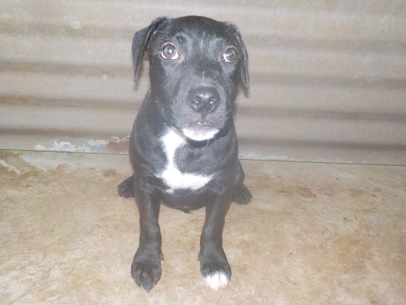 Adopt Kuma from MAREEBA QLD | Adopt-A-Dog