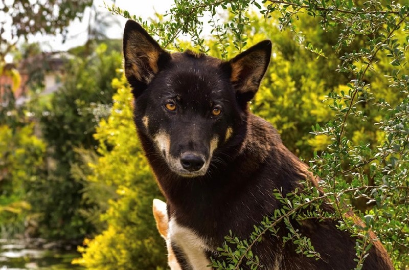 Adopt Coal from Penrith NSW | Adopt-A-Dog