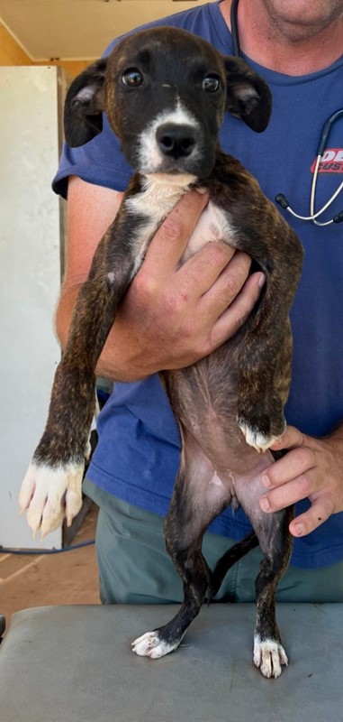 Adopt Keriri - Freya from Batlow NSW | Adopt-A-Dog