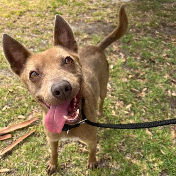 Adopt Brooke from Perth WA | Adopt-A-Dog