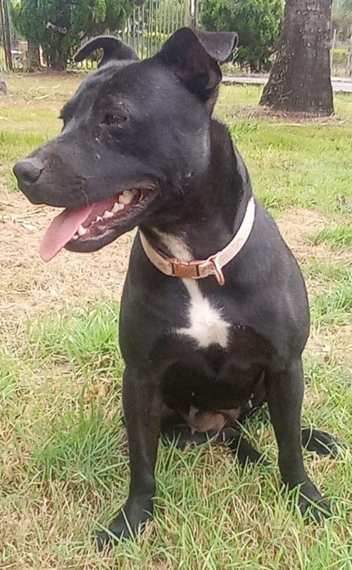 Adopt Kahlua from Brisbane QLD | Adopt-A-Dog