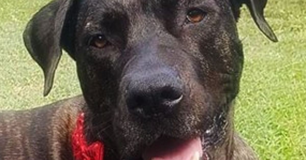 Adopt Archie from Brisbane QLD | Adopt-A-Dog