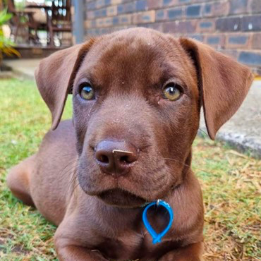 Adopt Cyril from Cornubia QLD | Adopt-A-Dog