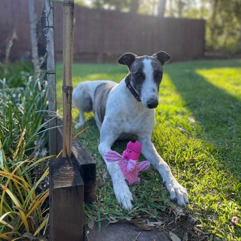 Adopt Perry from Brisbane QLD | Adopt-A-Dog