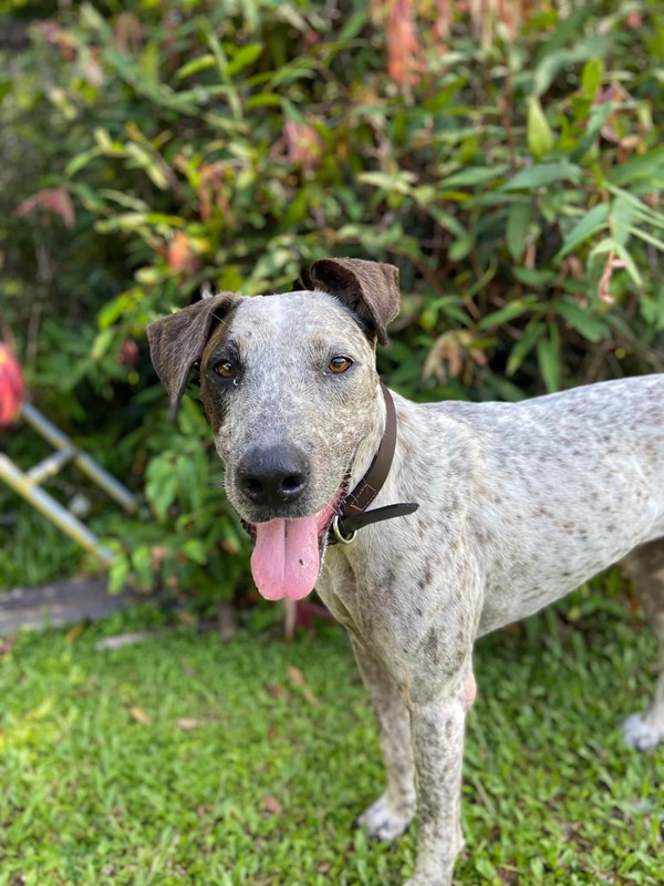 Adopt Roxy from Cairns QLD | Adopt-A-Dog