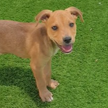 Adopt ARCHIE from Stirling North SA | Adopt-A-Dog