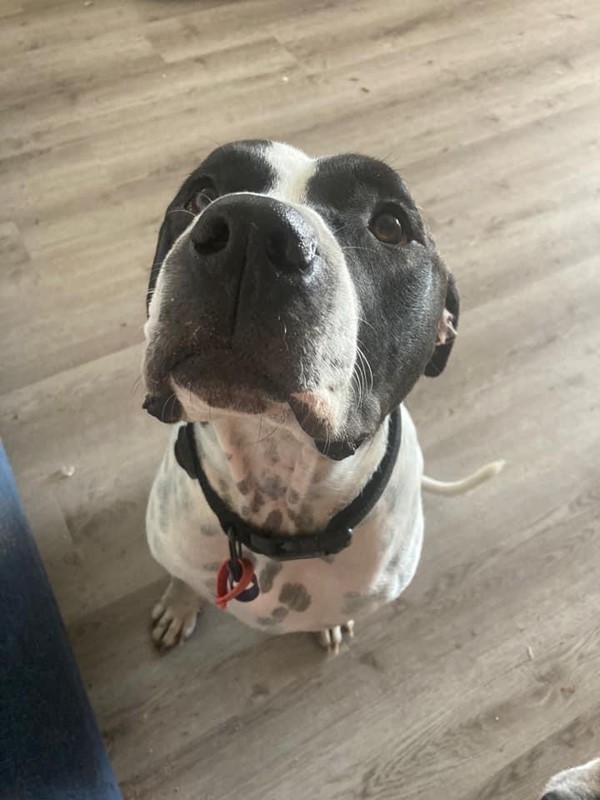 Adopt Poco from Perth WA | Adopt-A-Dog