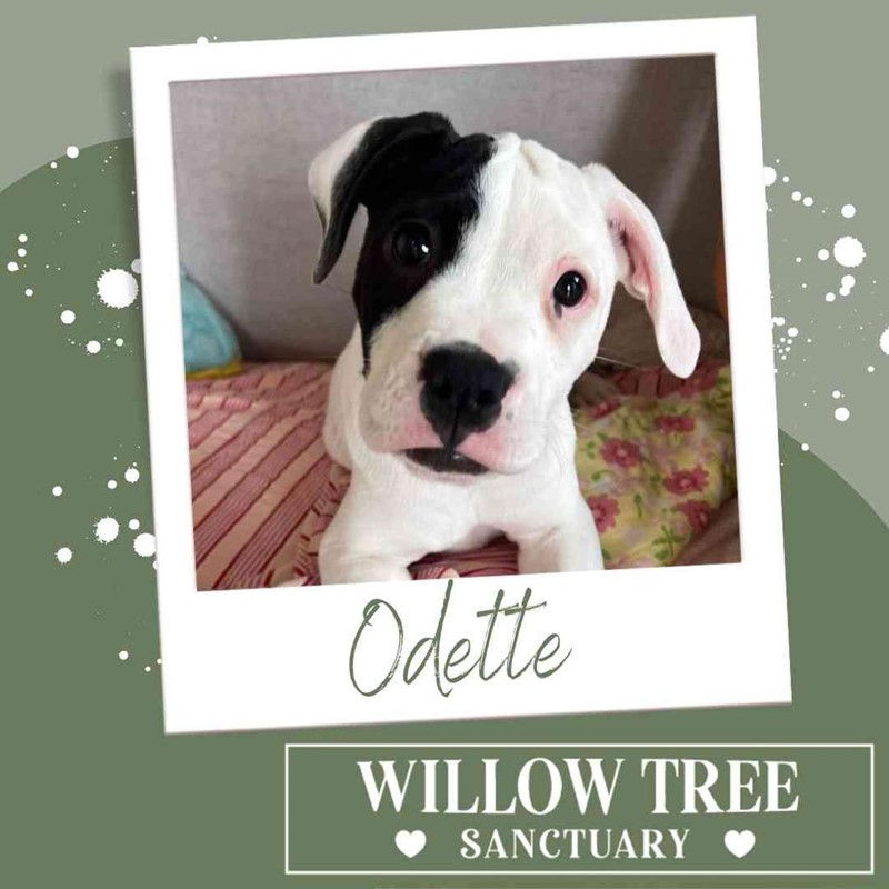 Adopt Odette from Burringbar NSW | Adopt-A-Dog