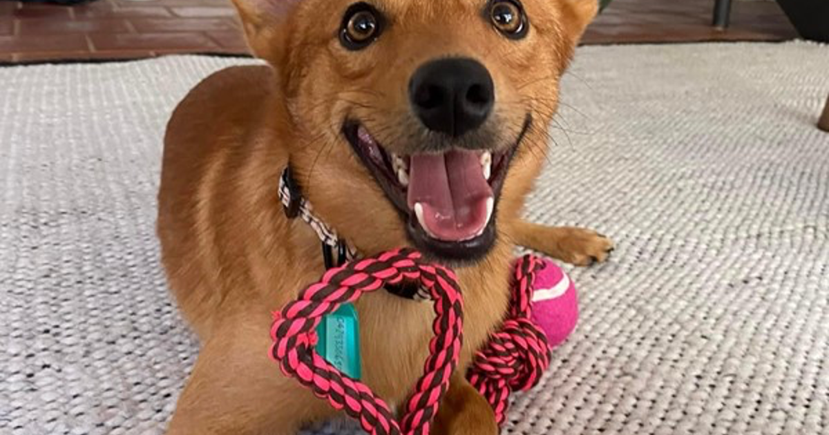 Adopt Snoopy from Perth WA | Adopt-A-Dog