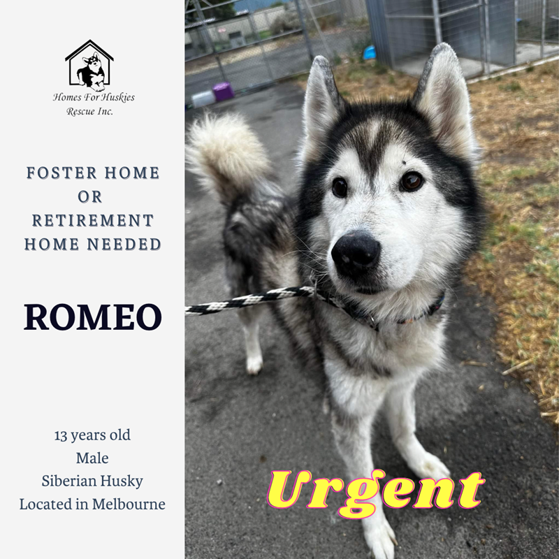 Adopt Romeo from Melbourne VIC | Adopt-A-Dog