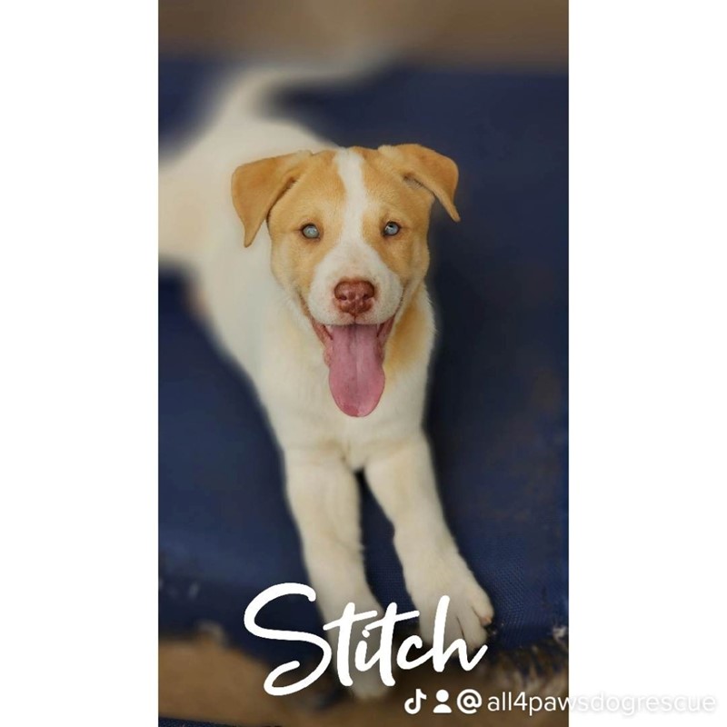 Adopt Stitch from Melbourne VIC | Adopt-A-Dog