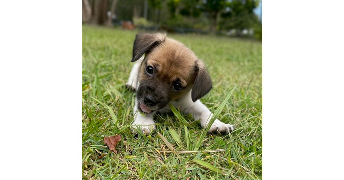 Adopt Schnitzel from Morayfield QLD | Adopt-A-Dog