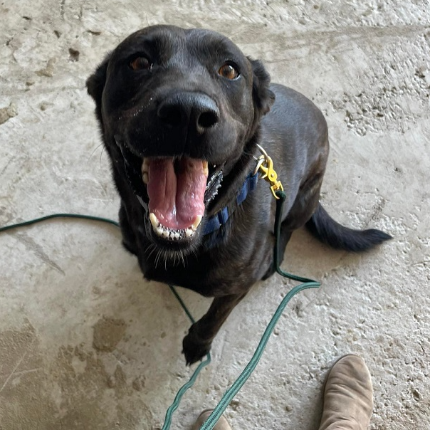 Adopt Jess from Perth WA | Adopt-A-Dog