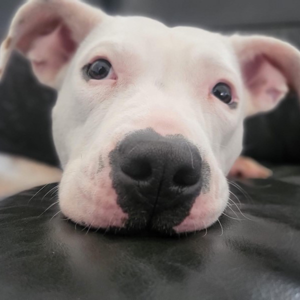 Adopt Jellybean from Perth WA | Adopt-A-Dog