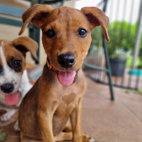 Adopt Amelia from Cairns QLD | Adopt-A-Dog