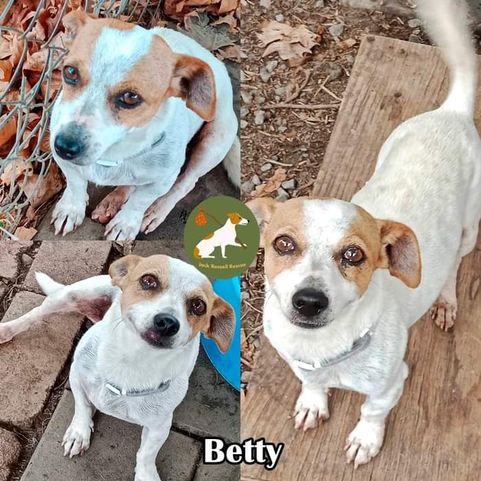 Adopt Betty from Londonderry NSW | Adopt-A-Dog