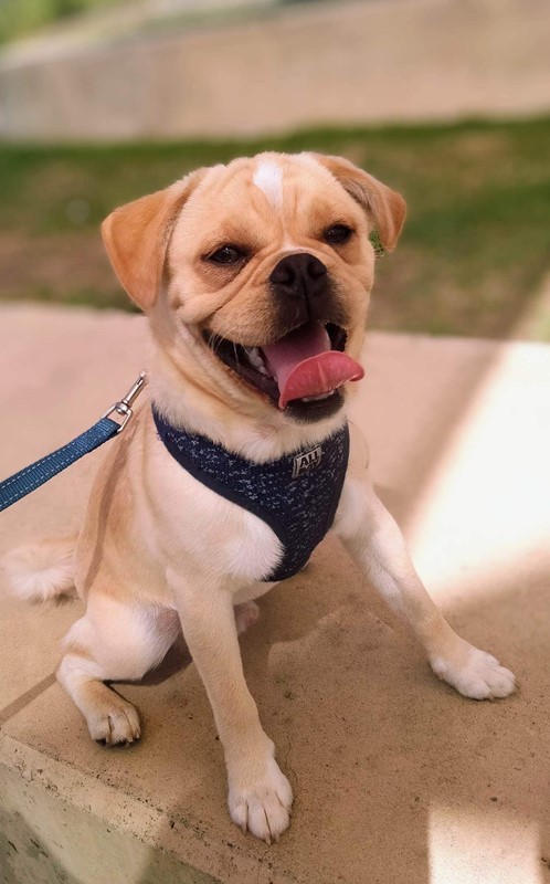 Adopt Grug from Brisbane QLD | Adopt-A-Dog