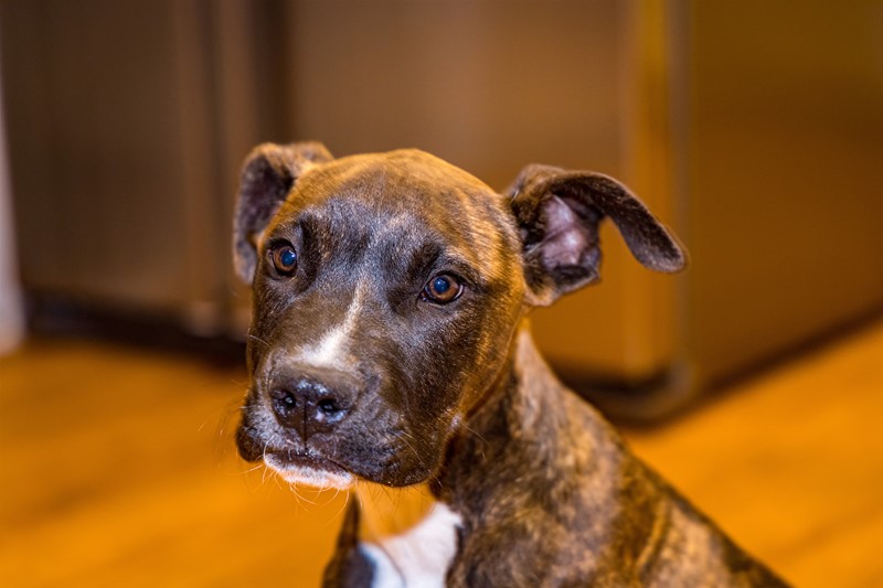 Adopt Flop from Perth WA | Adopt-A-Dog