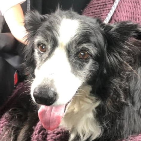 Adopt Betty from Brisbane QLD | Adopt-A-Dog