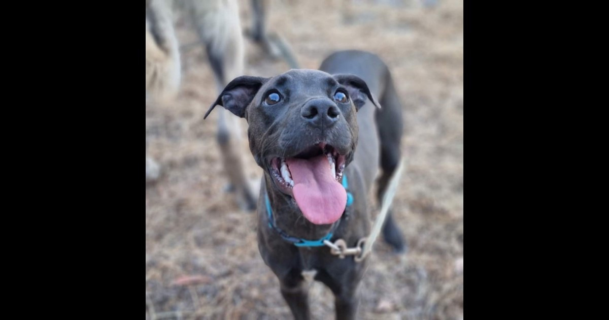 Adopt Misty Blue from Boyanup WA | Adopt-A-Dog