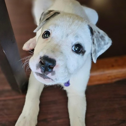 Adopt Stuart Little from Noarlunga SA | Adopt-A-Dog