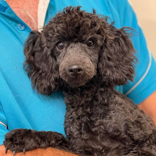 Adopt Matis from Wondai QLD | Adopt-A-Dog