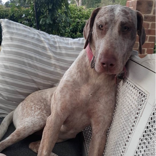 Adopt Betty from Adelaide SA | Adopt-A-Dog