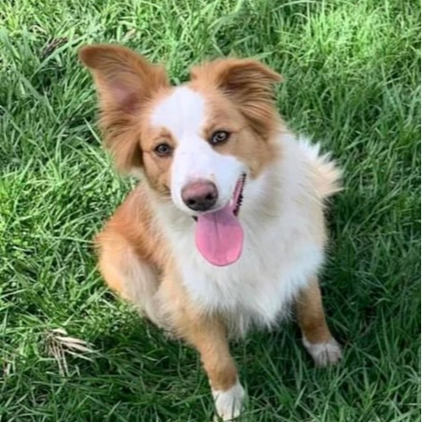 Adopt Billie from Brisbane QLD | Adopt-A-Dog