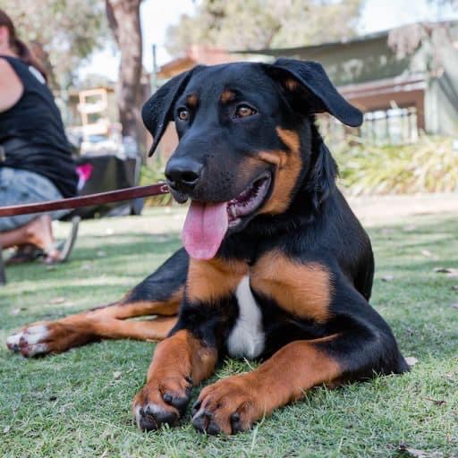 Adopt Chandler from Perth WA | Adopt-A-Dog